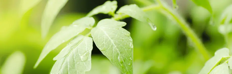 FAQs | Biological Services - Integrated Pest Management Information