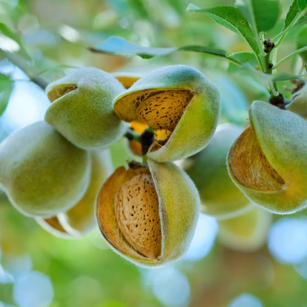 Almonds | Control Pests Like Bryobia Mites, Two-Spotted Mite, and More ...