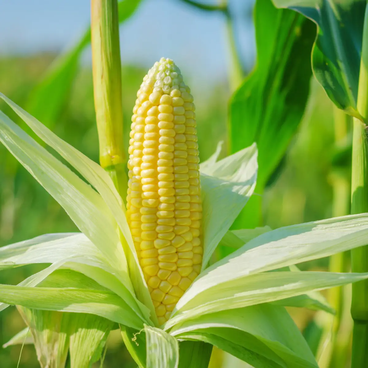 Sweetcorn | Control Pests Like Aphids, Caterpillars, and Two-Spotted ...