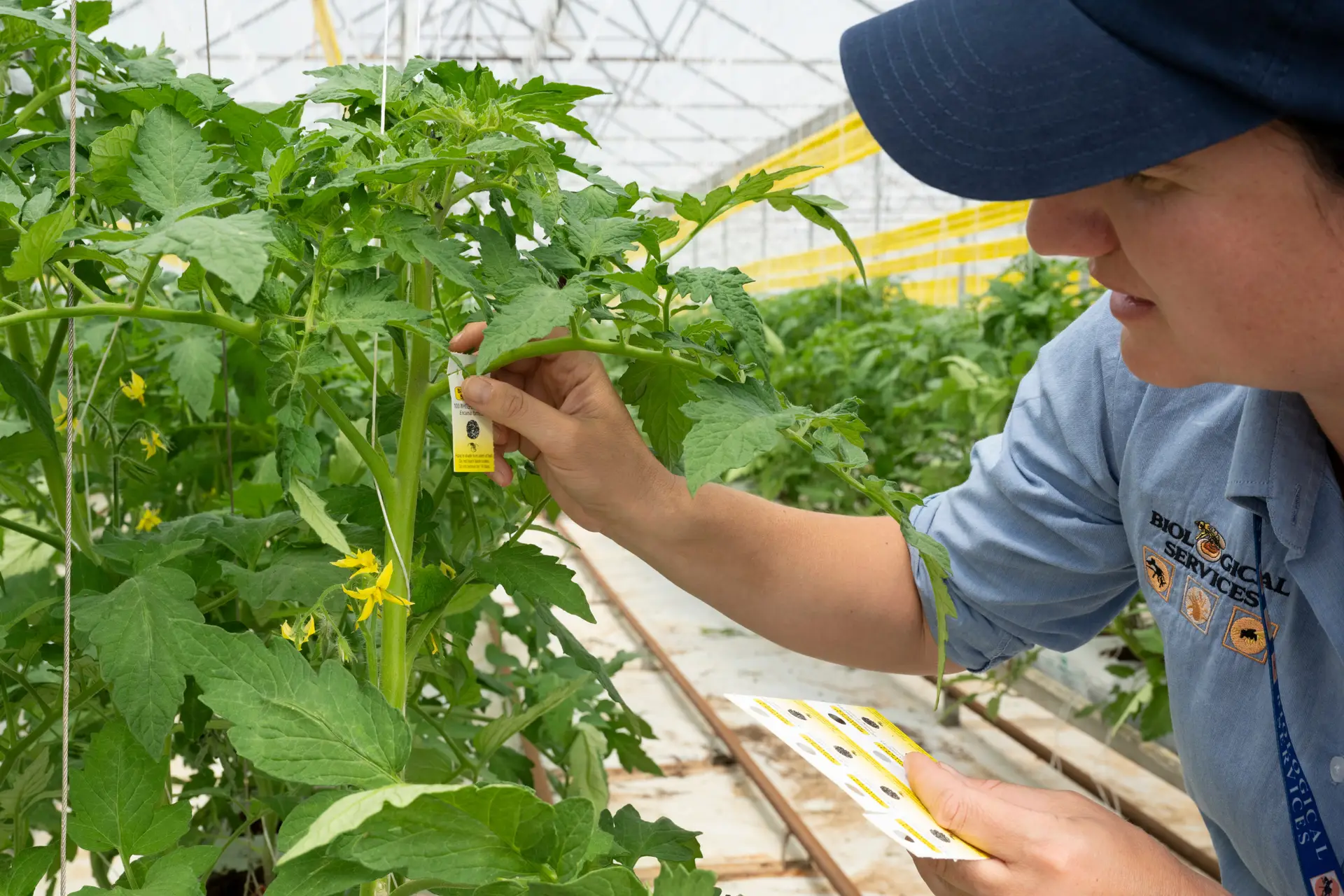 What is IPM? | Biological Services - Integrated Pest Management in ...