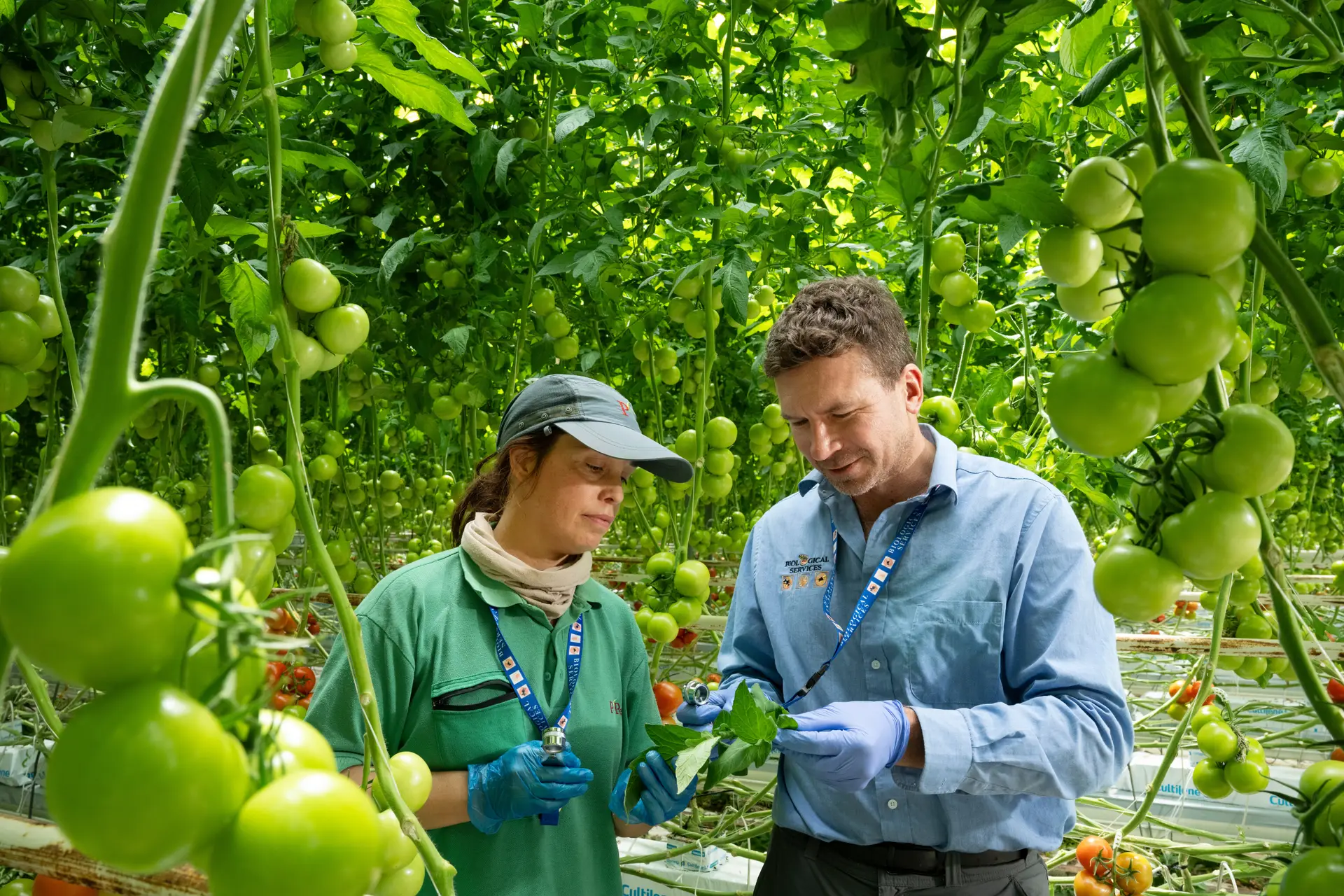 Biological Services | IPM Solutions for Commercial Growers in Australia