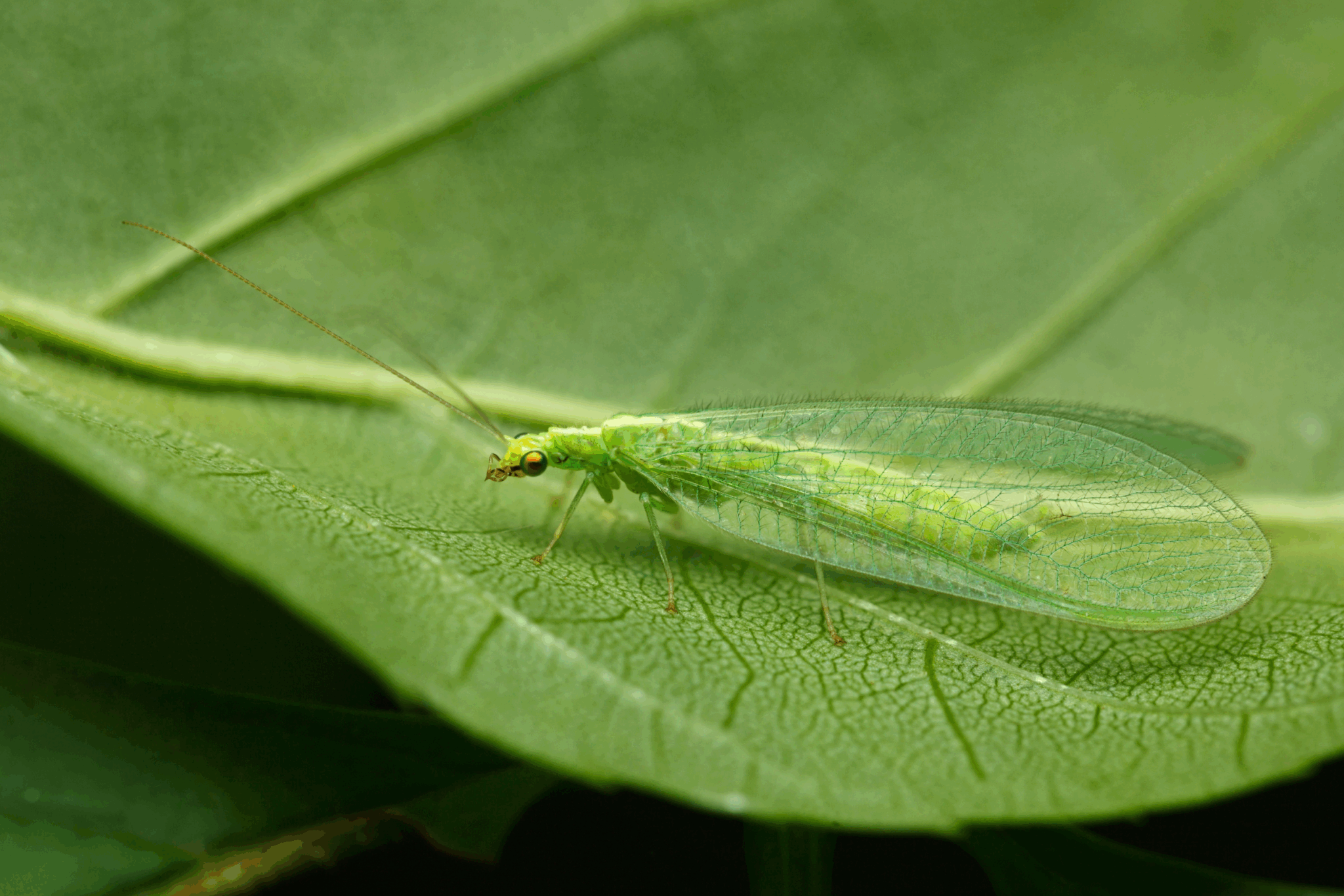 Biological Services | IPM Solutions for Commercial Growers in Australia